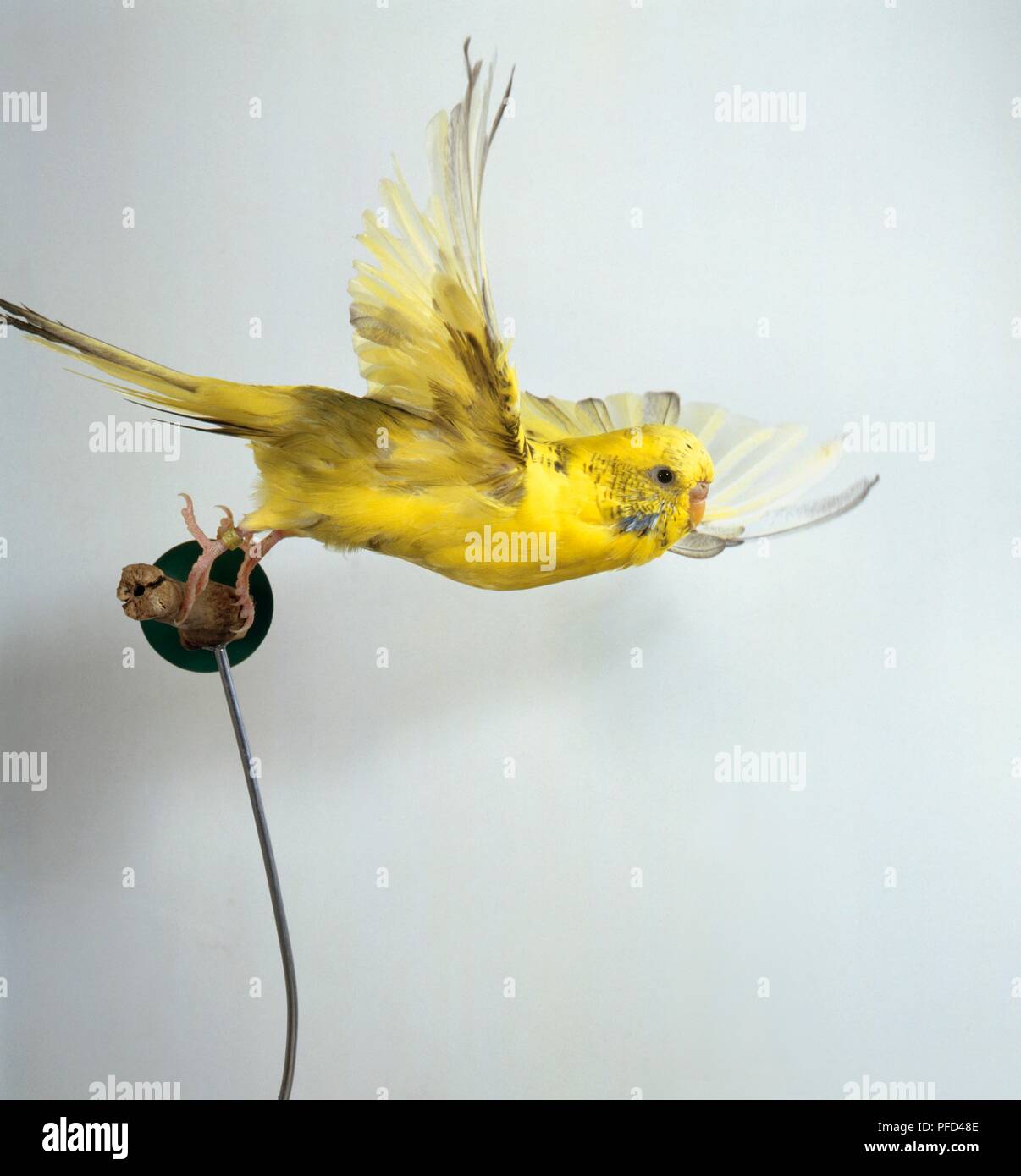 Yellow budgie flying off from its perch, side view Stock Photo - Alamy