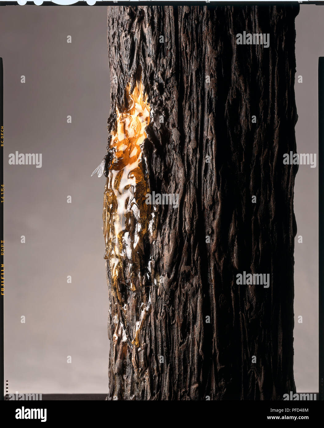 An insect stuck in resin oozed from a pine tree trunk Stock Photo - Alamy
