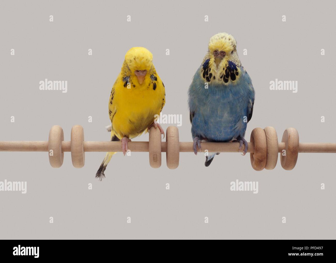 Two budgies, one yellow and the other blue, sitting side by side on a ...