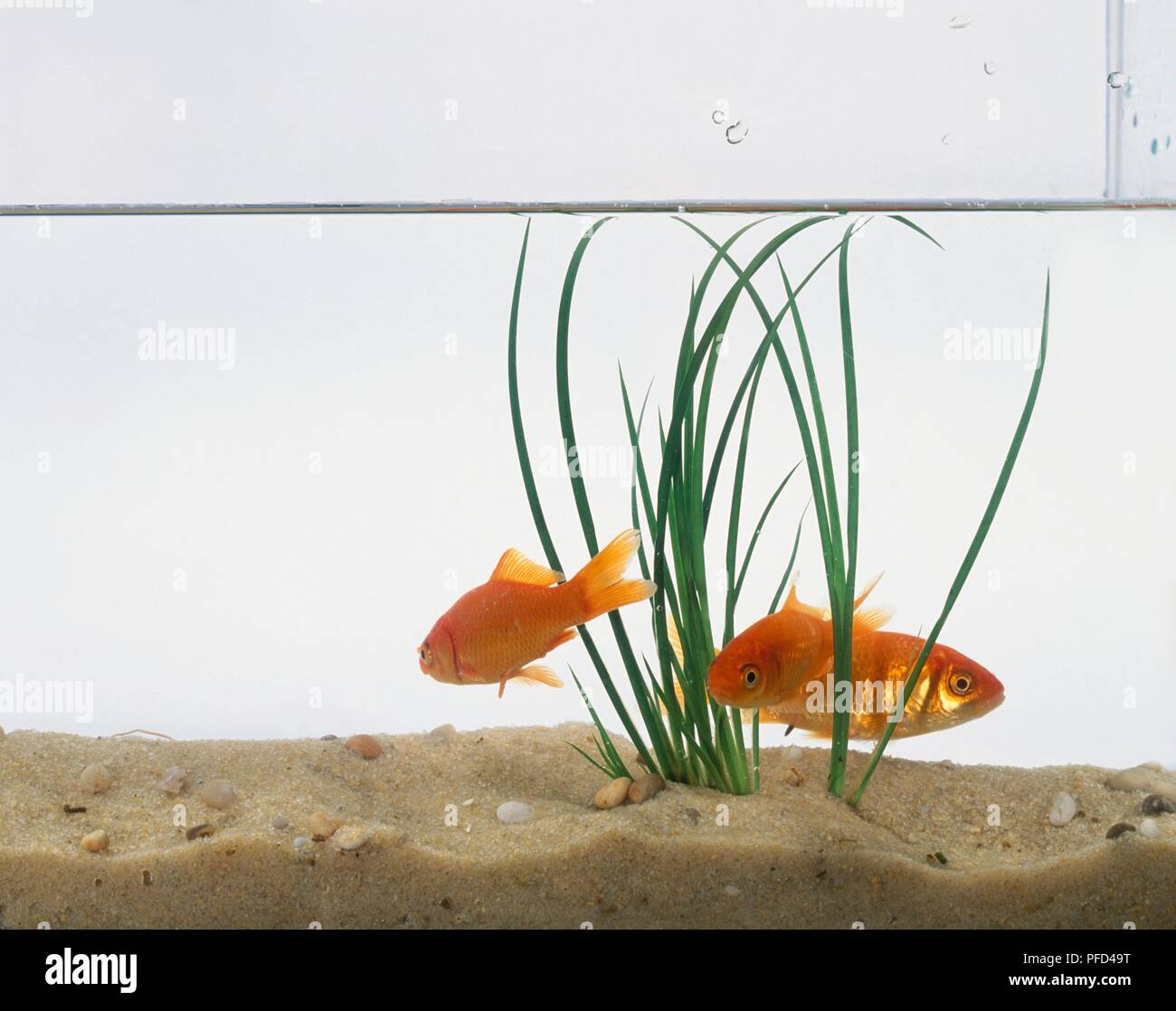 Grass goldfish tank hi-res stock photography and images - Alamy