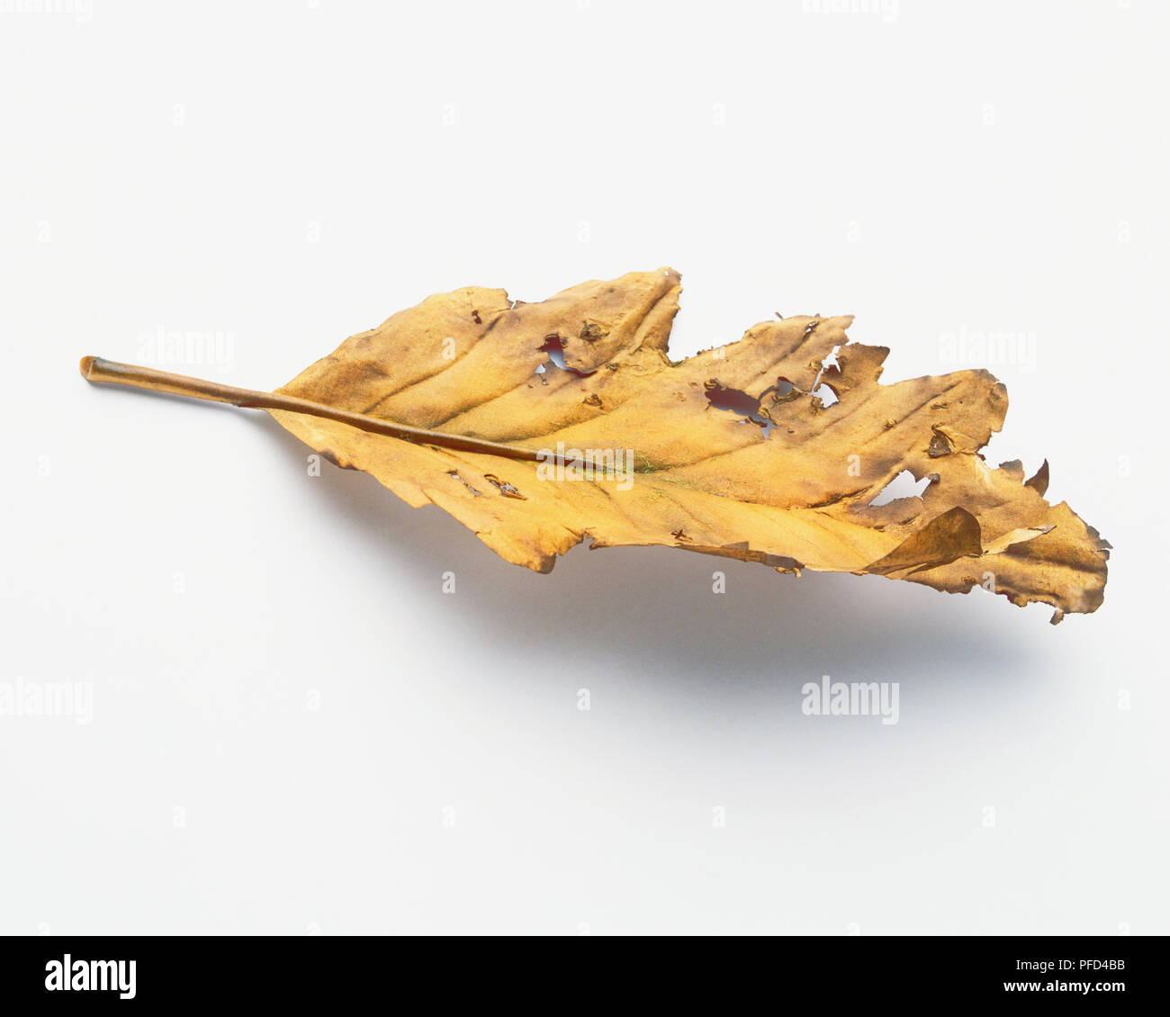 A model of an oak leaf Stock Photo - Alamy