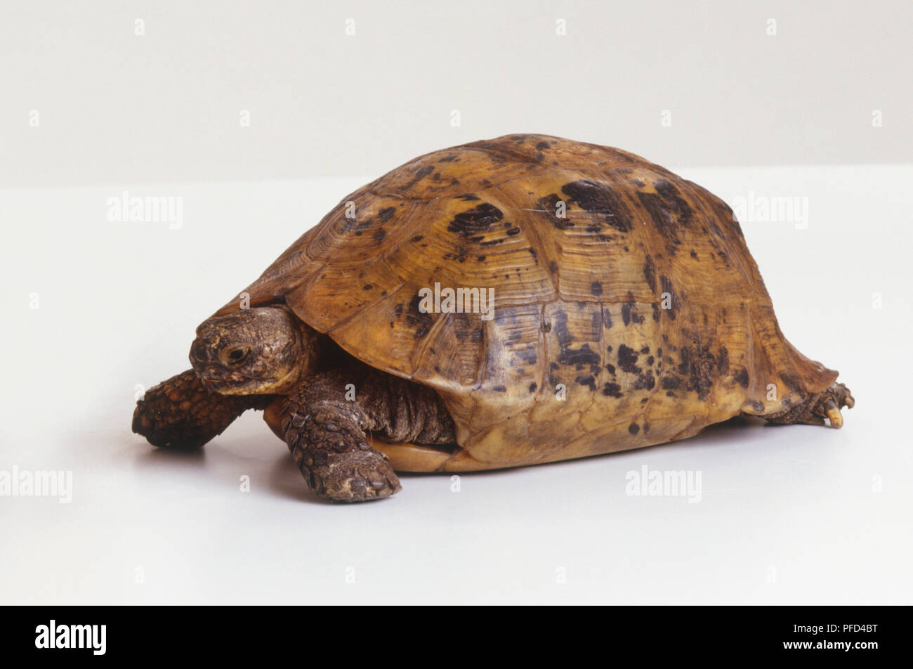 Tortoise (Testudinidae), side view Stock Photo - Alamy