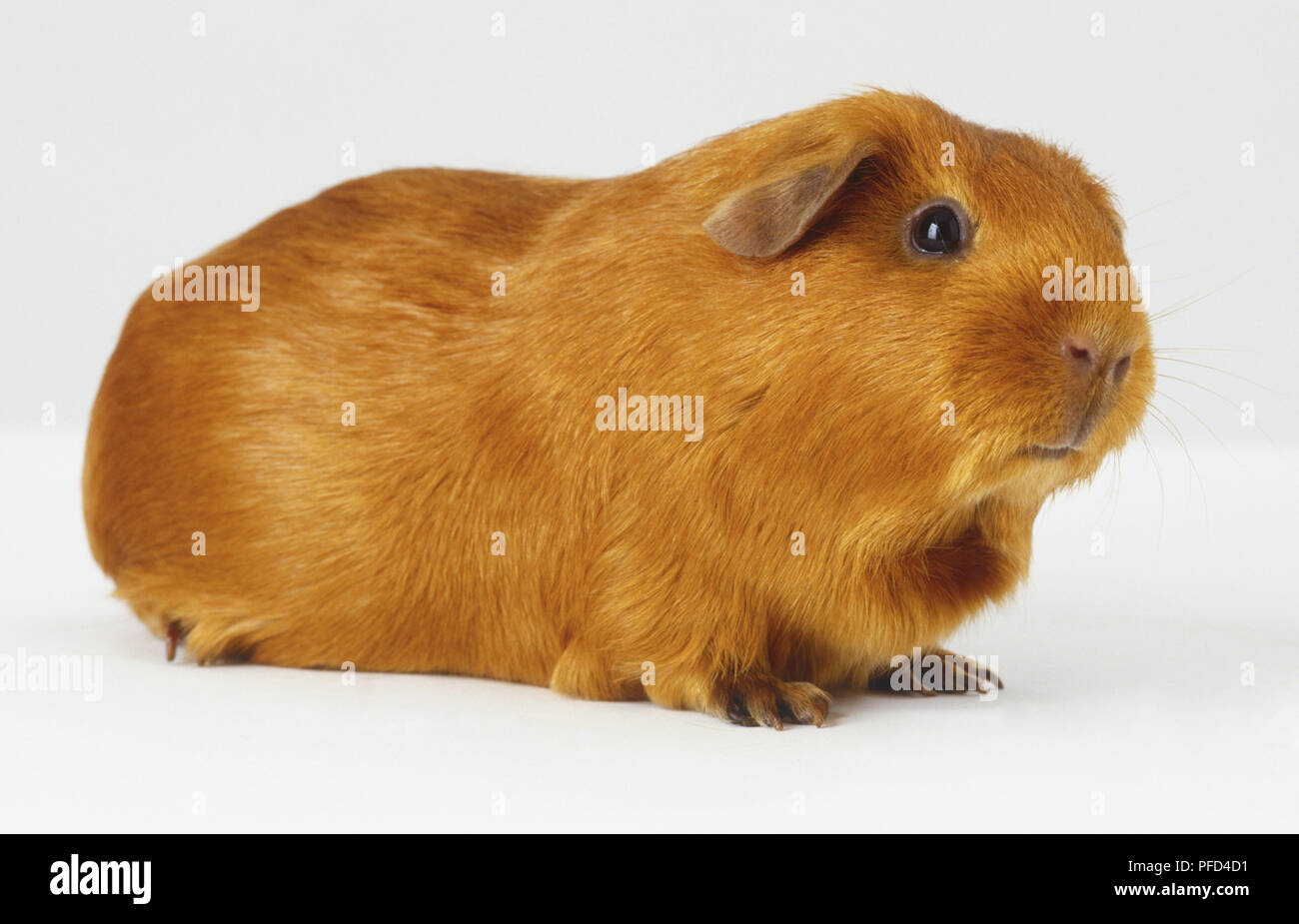 Orange Guinea Pig (Cavia porcellus), side view Stock Photo - Alamy