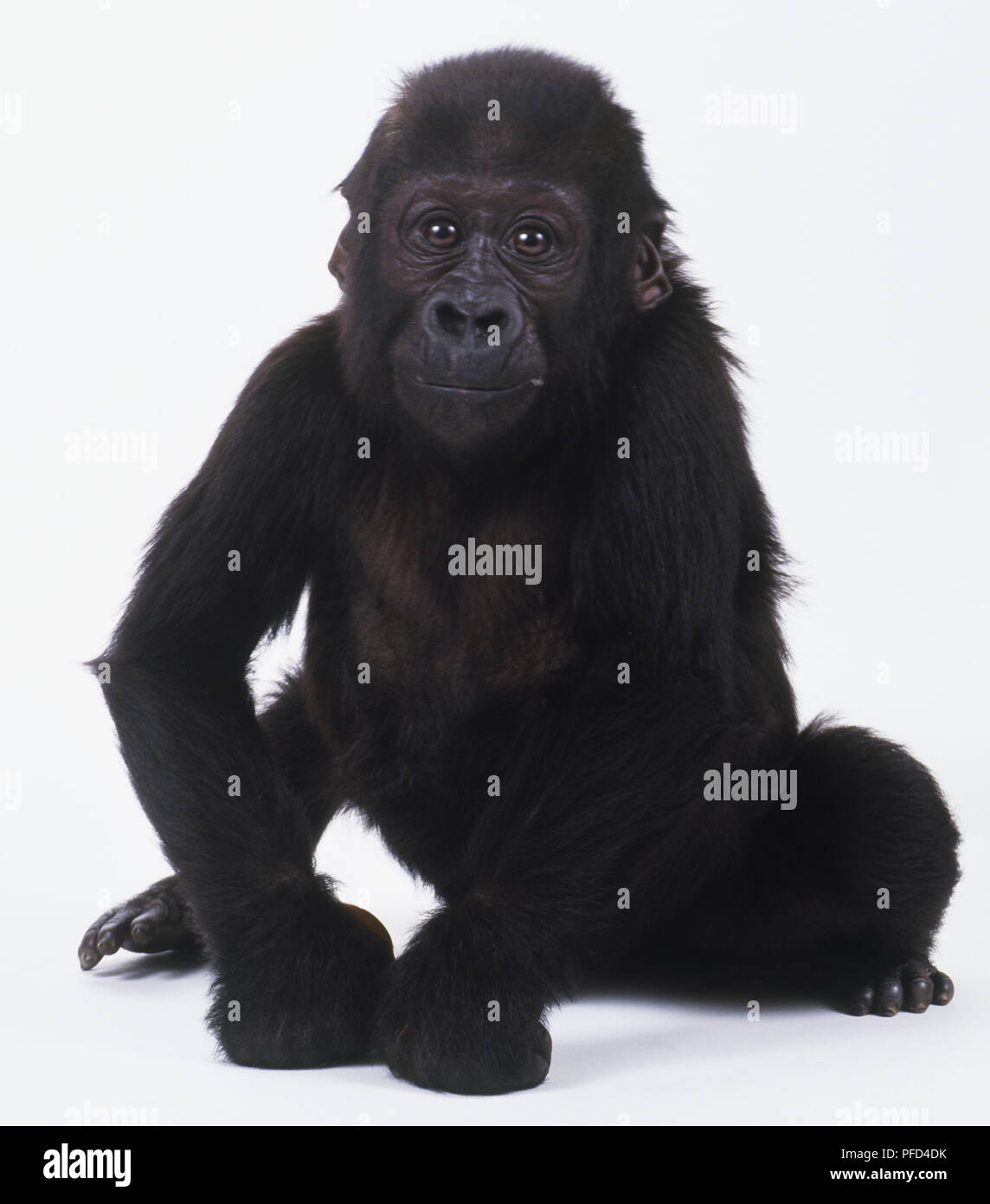 Crouching baby gorilla (Gorilla sp.), cleaning on its front knuckles ...