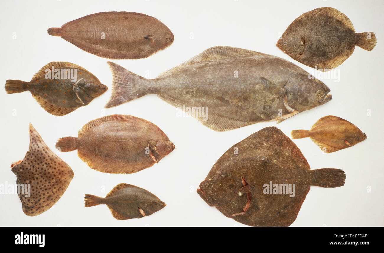Flat fish selection hi-res stock photography and images - Alamy