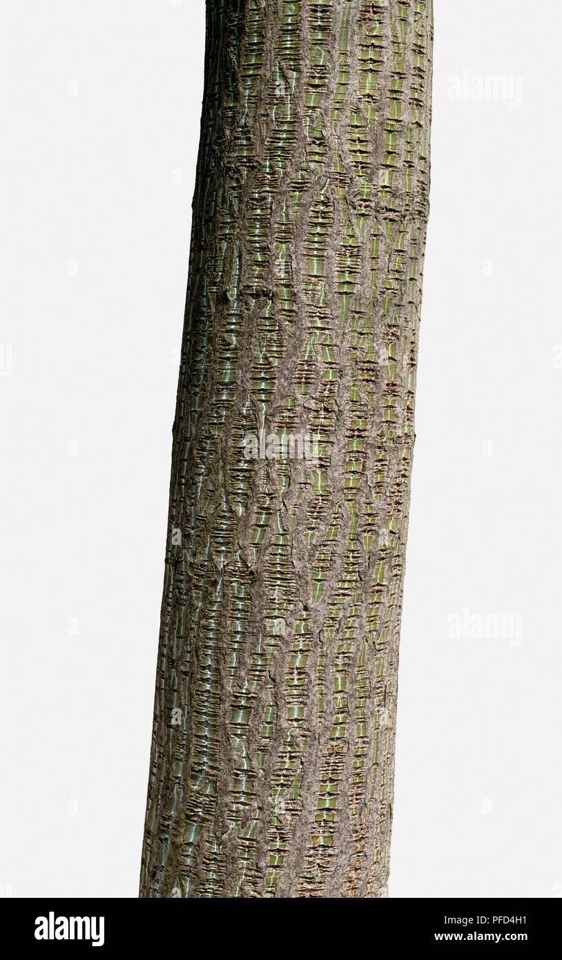 Kyushu maple hi-res stock photography and images - Alamy