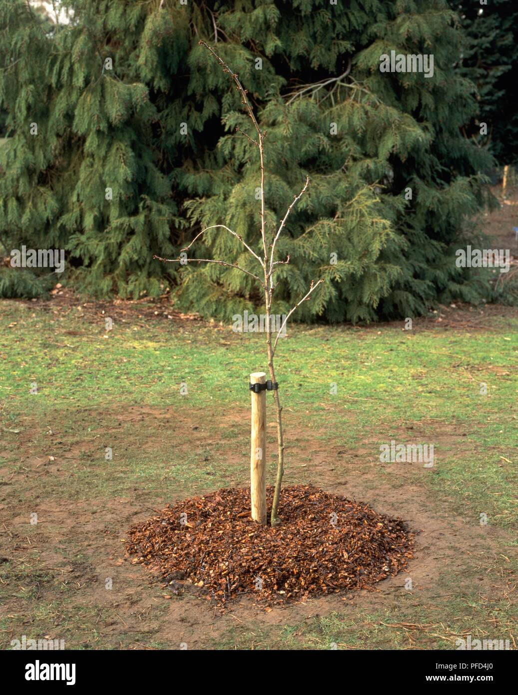Young tree surrounded by mulch at base and attached to wooden post ...