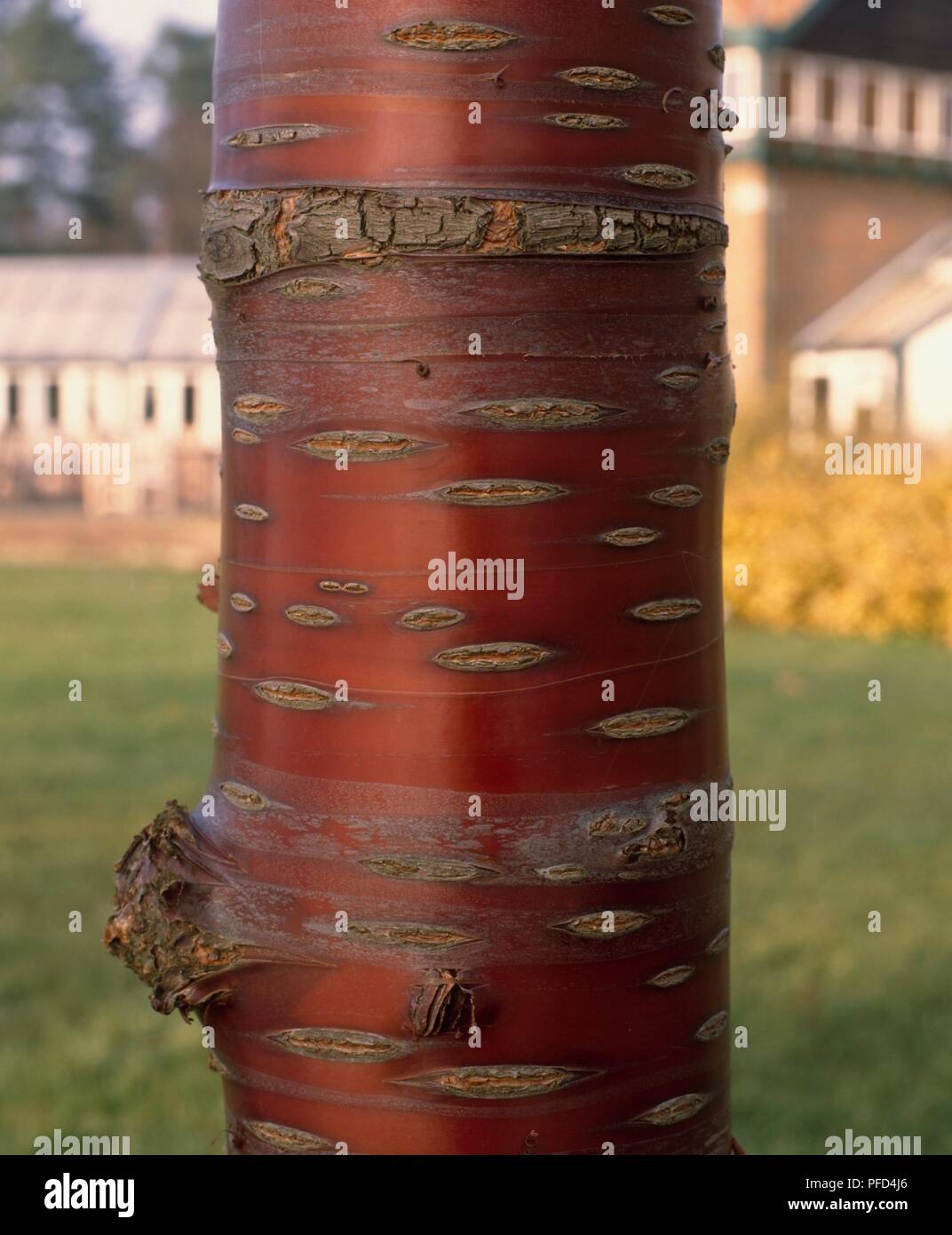 Birch bark cherry hi-res stock photography and images - Alamy