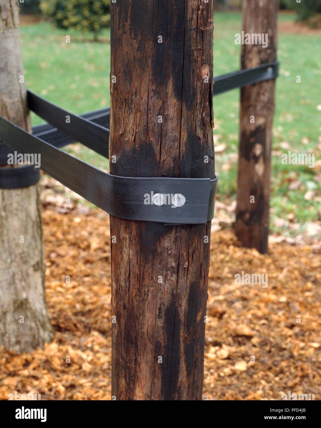 Heavy duty rubber tie nailed to wooden post Stock Photo - Alamy