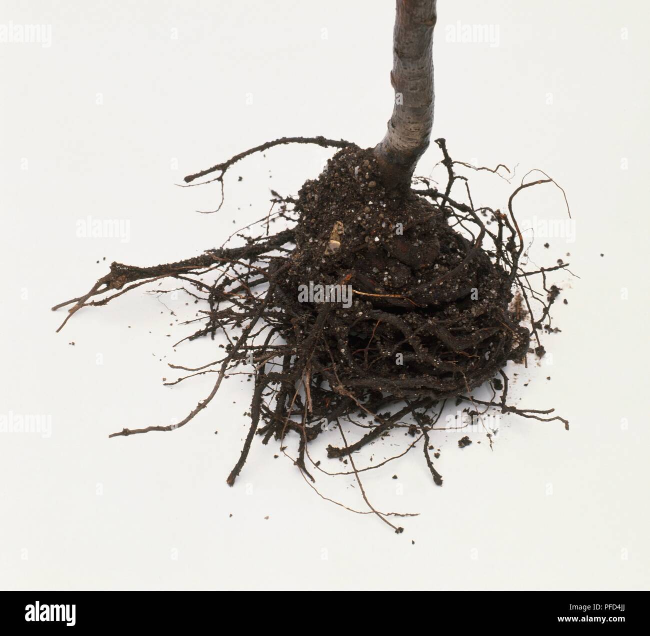 Root problems hi-res stock photography and images - Alamy