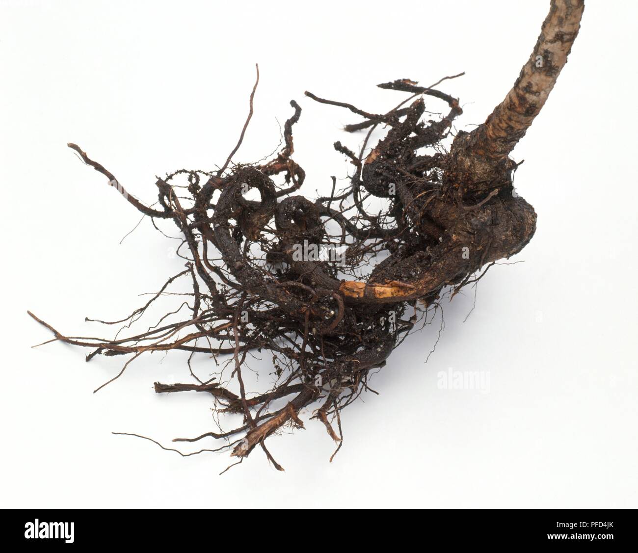 Young tree roots growing out to one side Stock Photo - Alamy