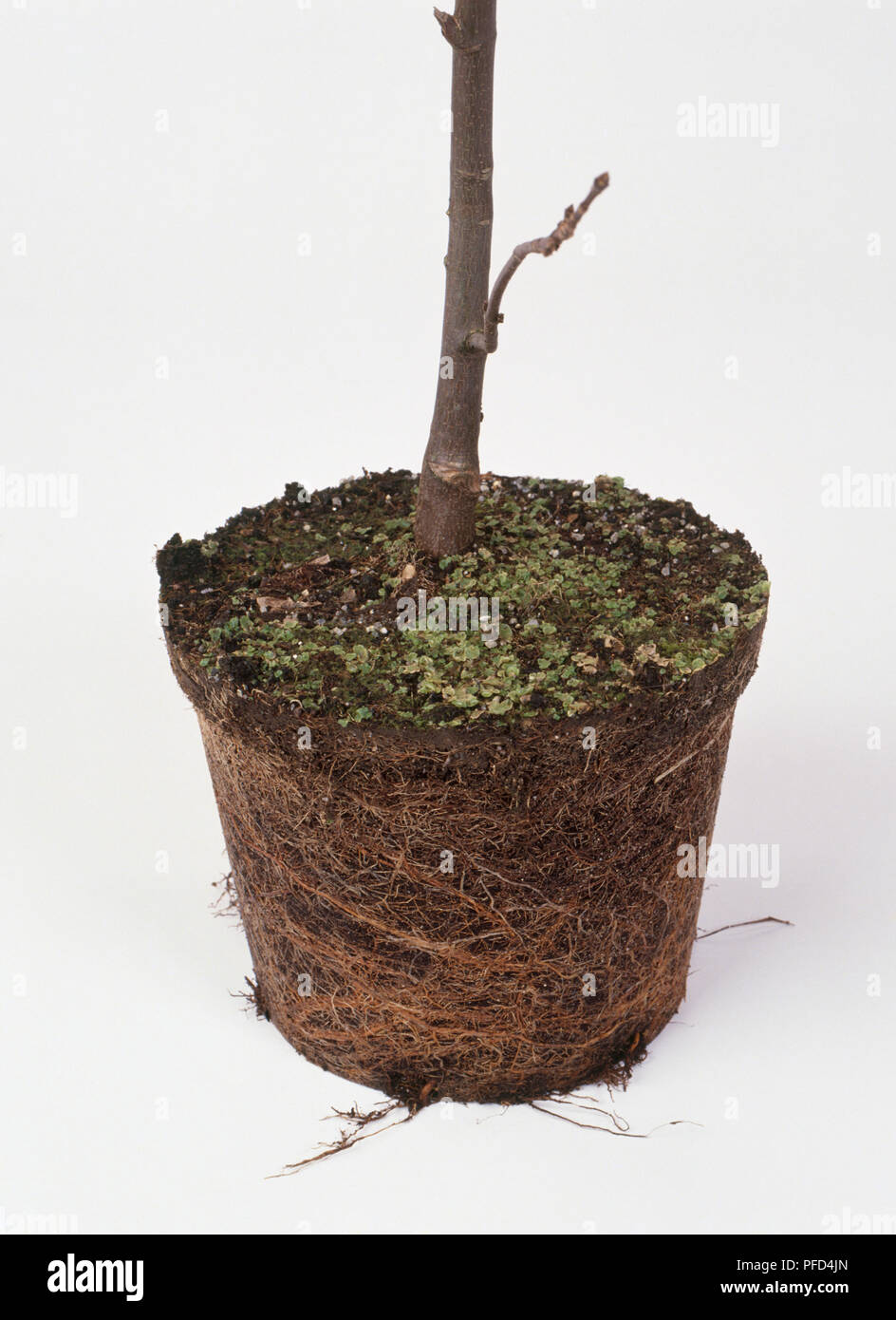 Pot grown tree, showing dense system of roots, close-up Stock Photo - Alamy