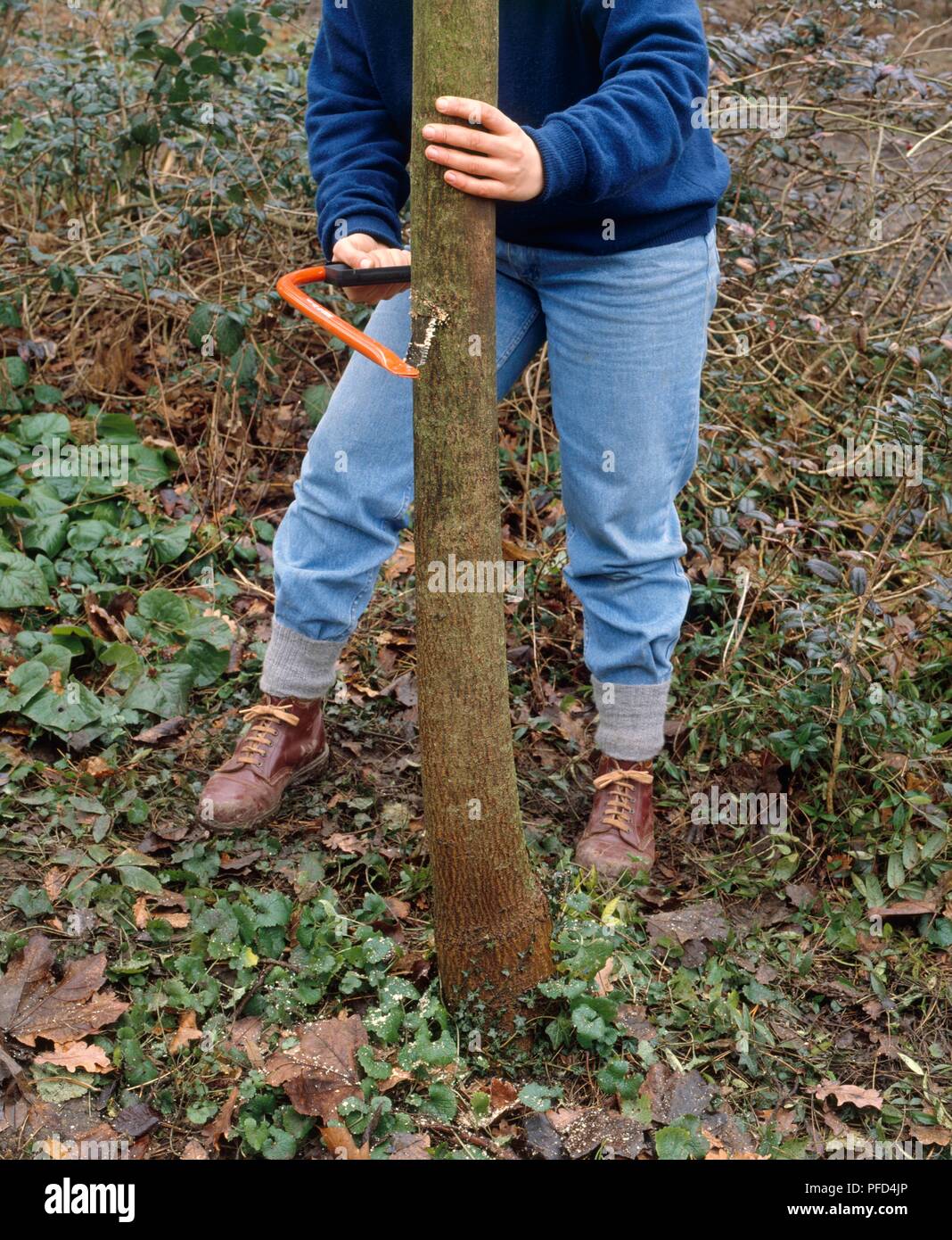 Cutting trunk wedge hi-res stock photography and images - Alamy