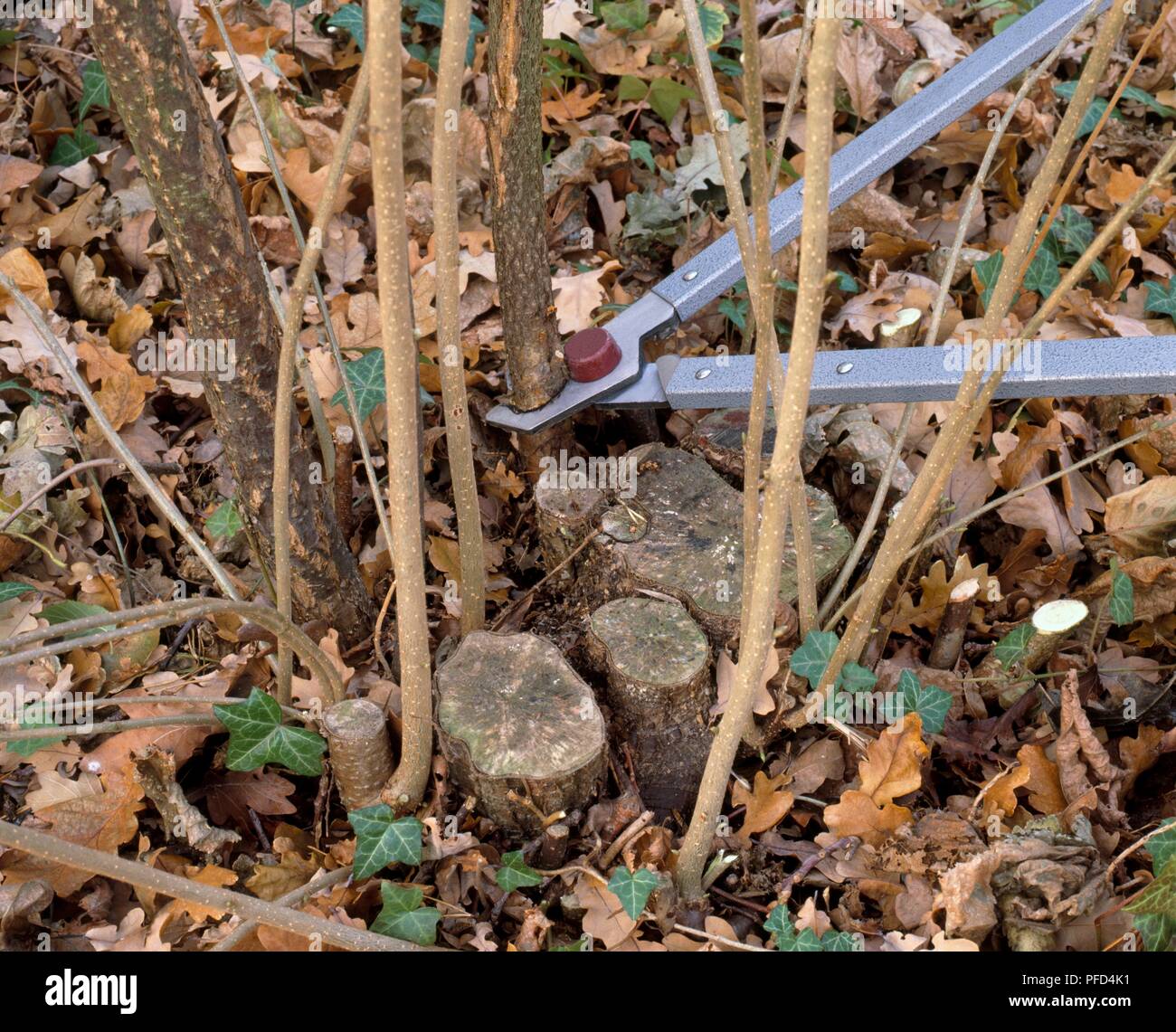 Using loppers hi-res stock photography and images - Alamy