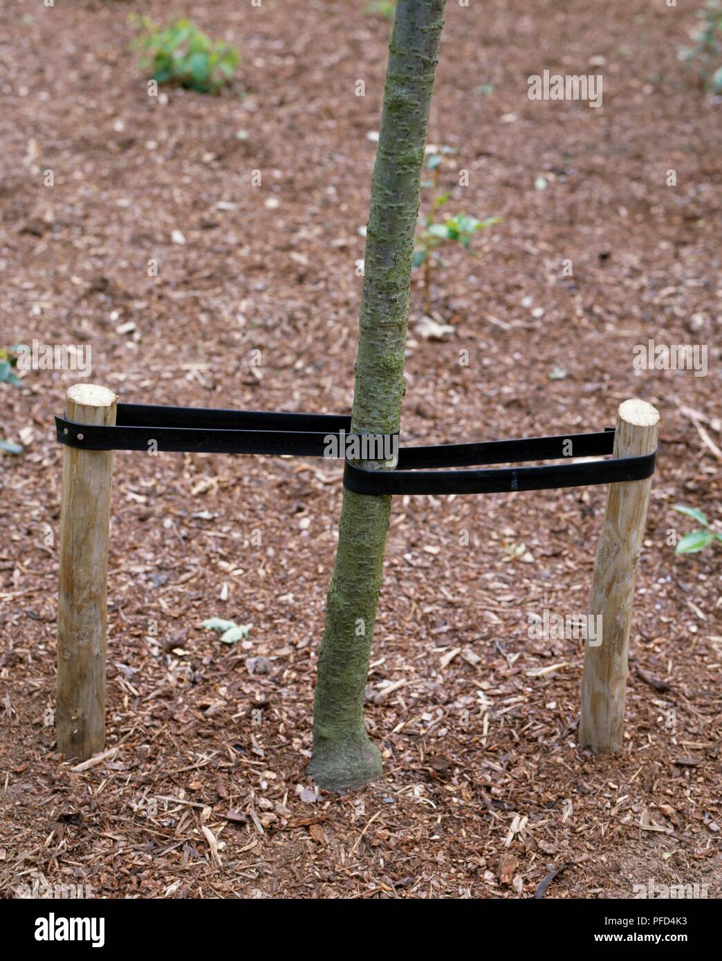 Thin trunk of young tree attached to two wooden stakes with heavy-duty ...