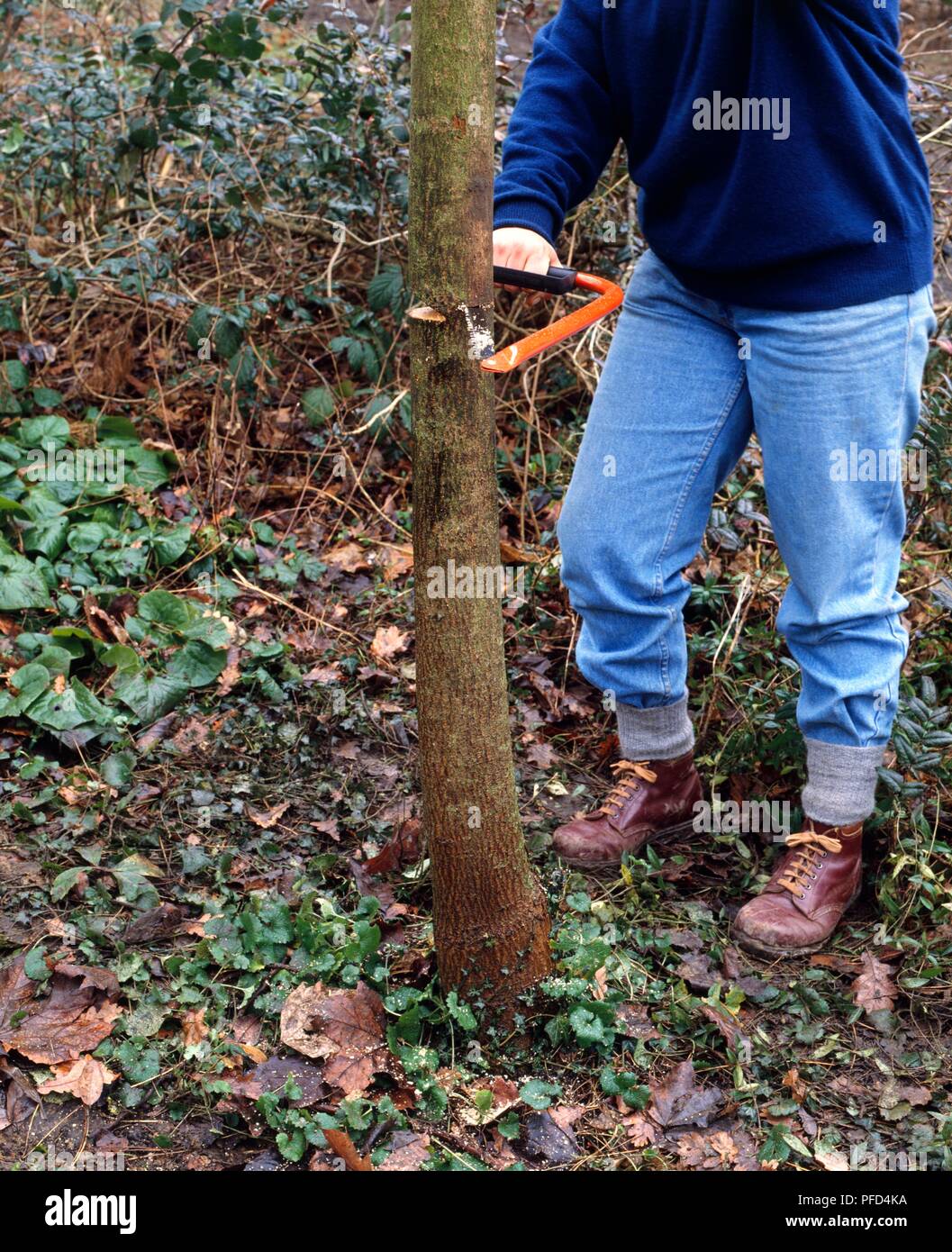 Tree trun hi-res stock photography and images - Alamy