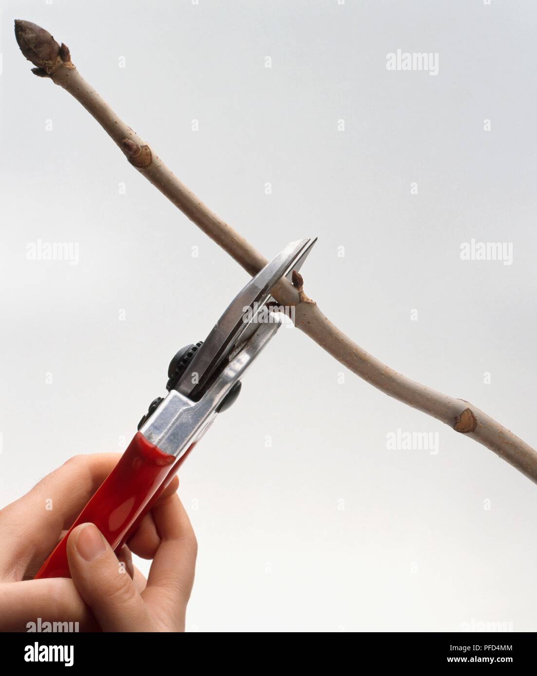 Straight branch hi-res stock photography and images - Alamy