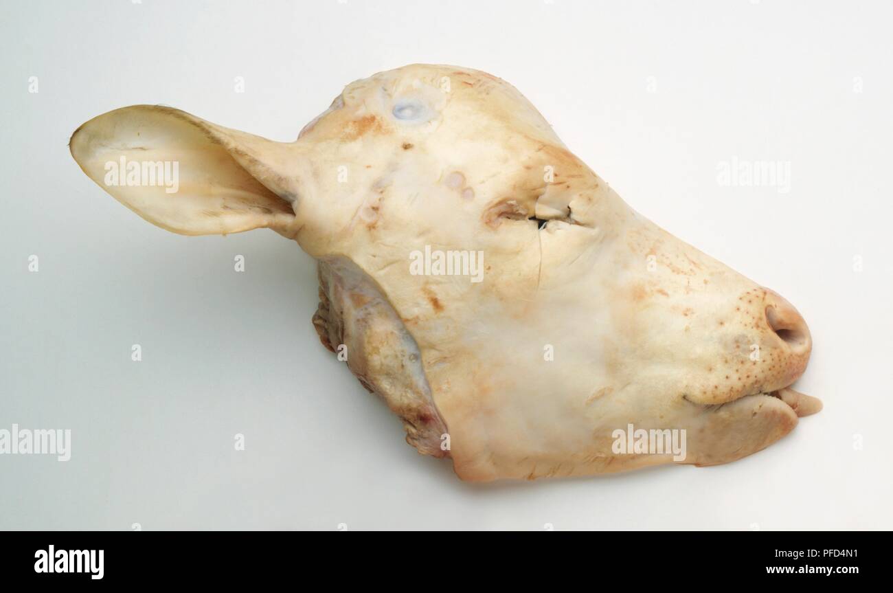 Sheep death hi-res stock photography and images - Alamy