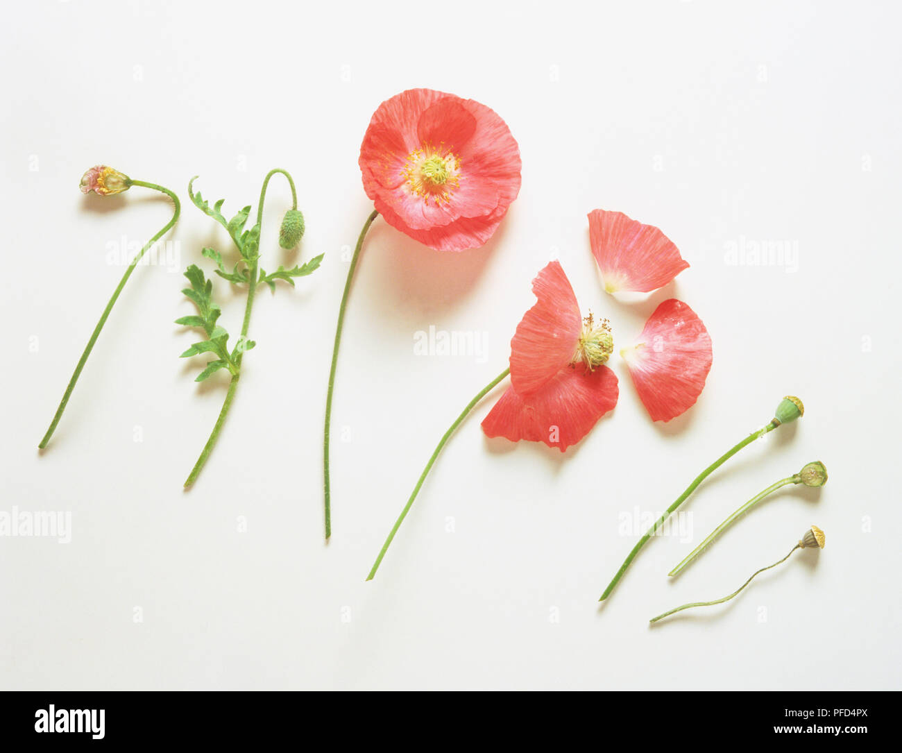 Different stages of development hi-res stock photography and images - Alamy