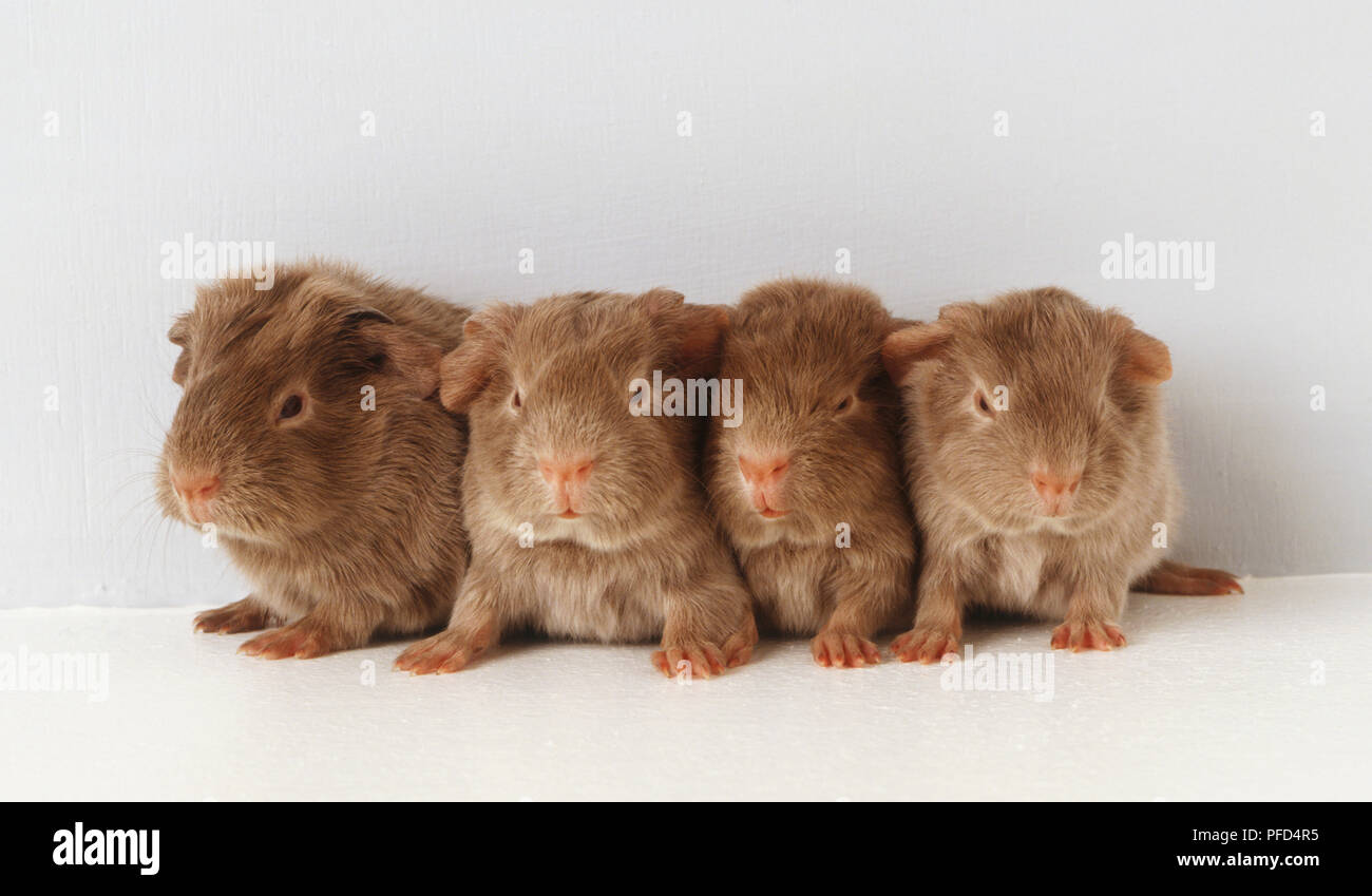 Four brown baby Guinea Pigs (Cavia porcellus) sitting close together ...