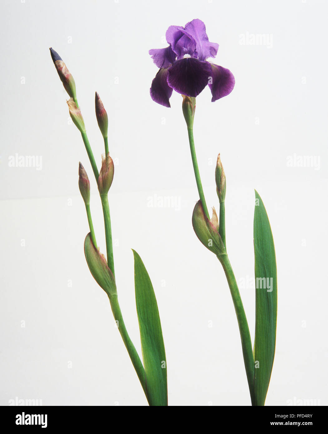 Iris life cycle hi-res stock photography and images - Alamy