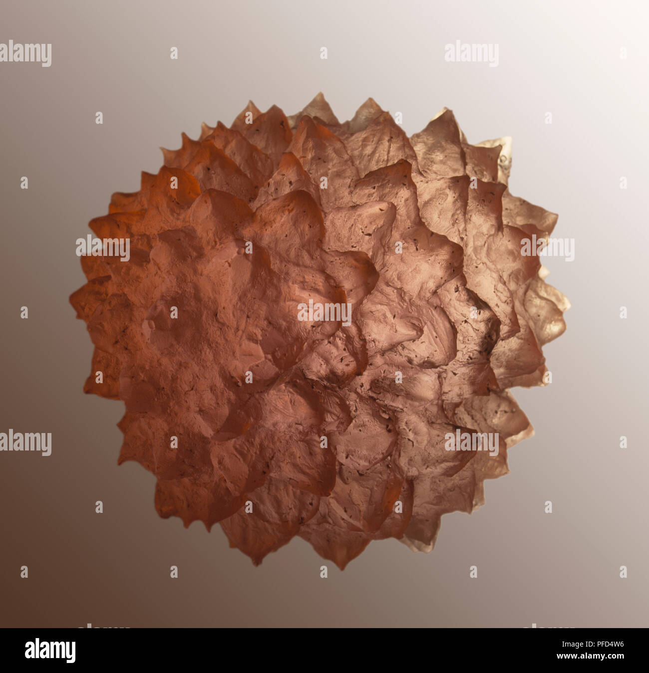 Pollen grain ragweed hi-res stock photography and images - Alamy