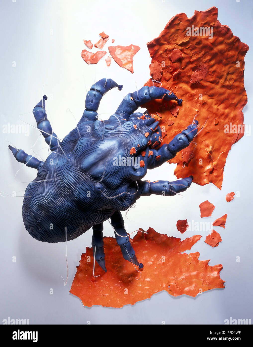 Model of House Dust Mite (Dermatophagoides pteronyssinus), view from ...