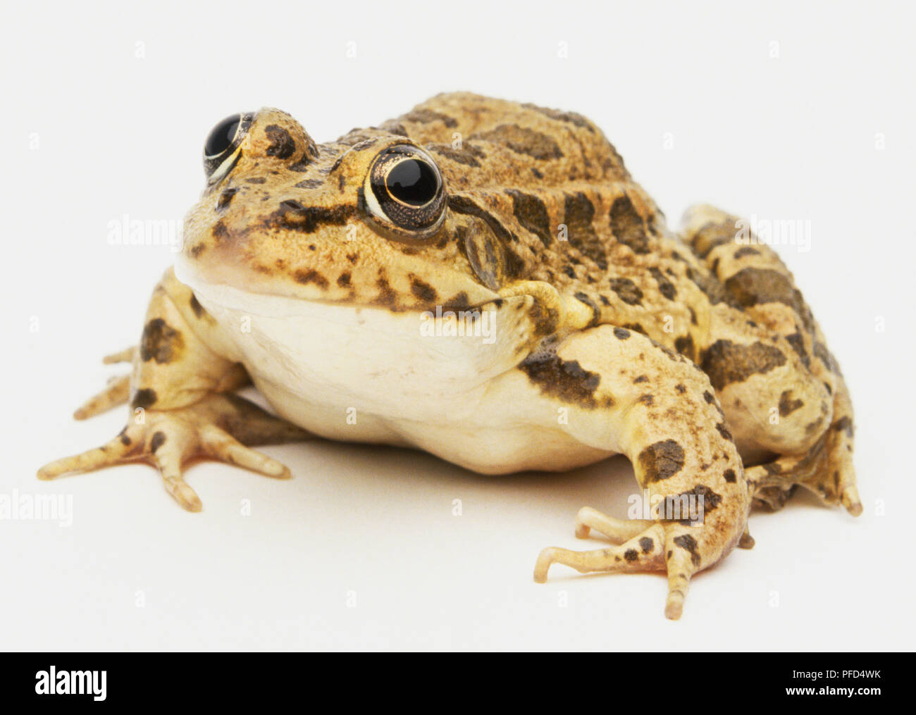 Spotted Frog (Anura Stock Photo - Alamy