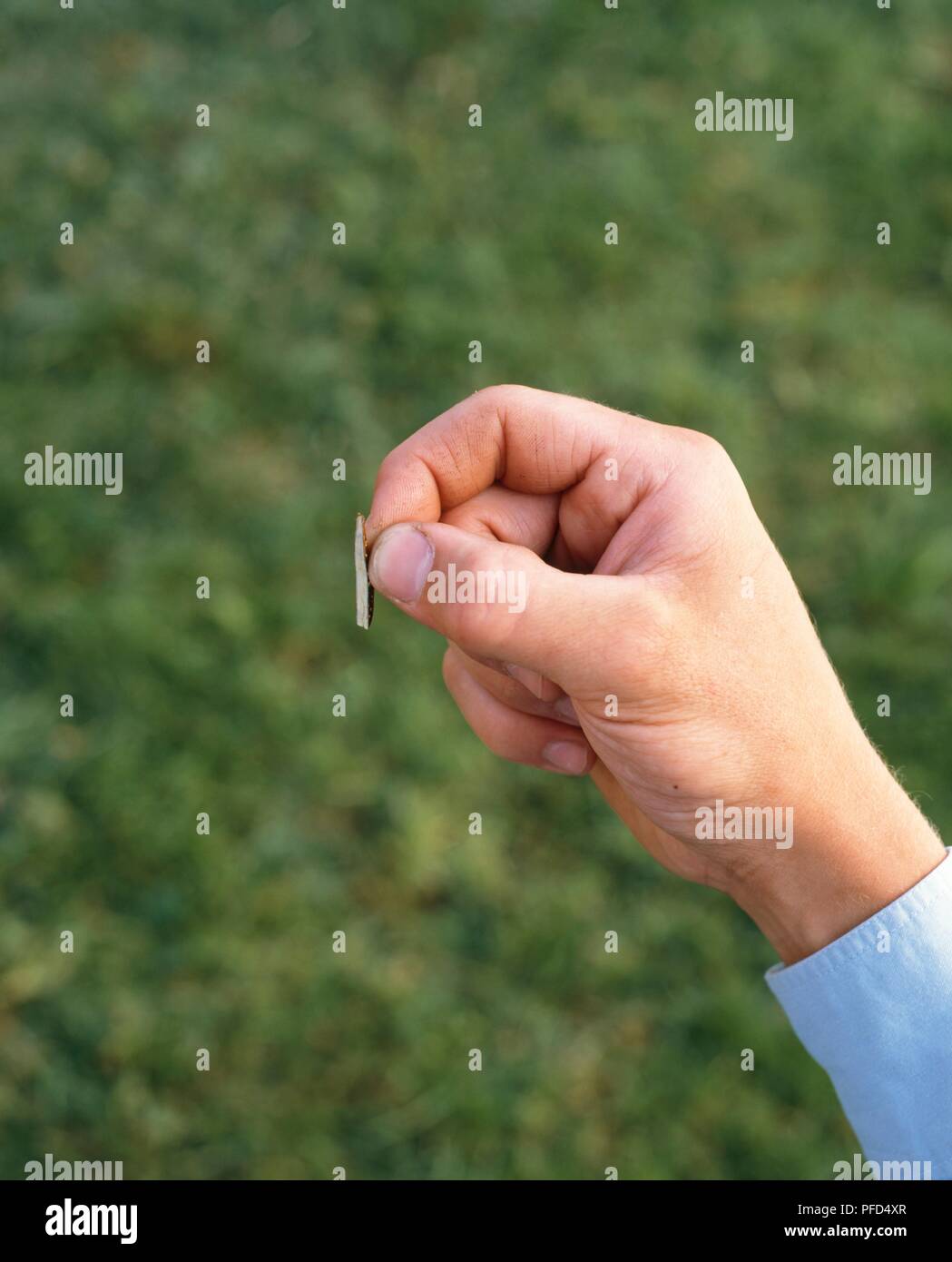 Hand holding bud chip from Malus sp. (Apple tree), close-up Stock Photo ...
