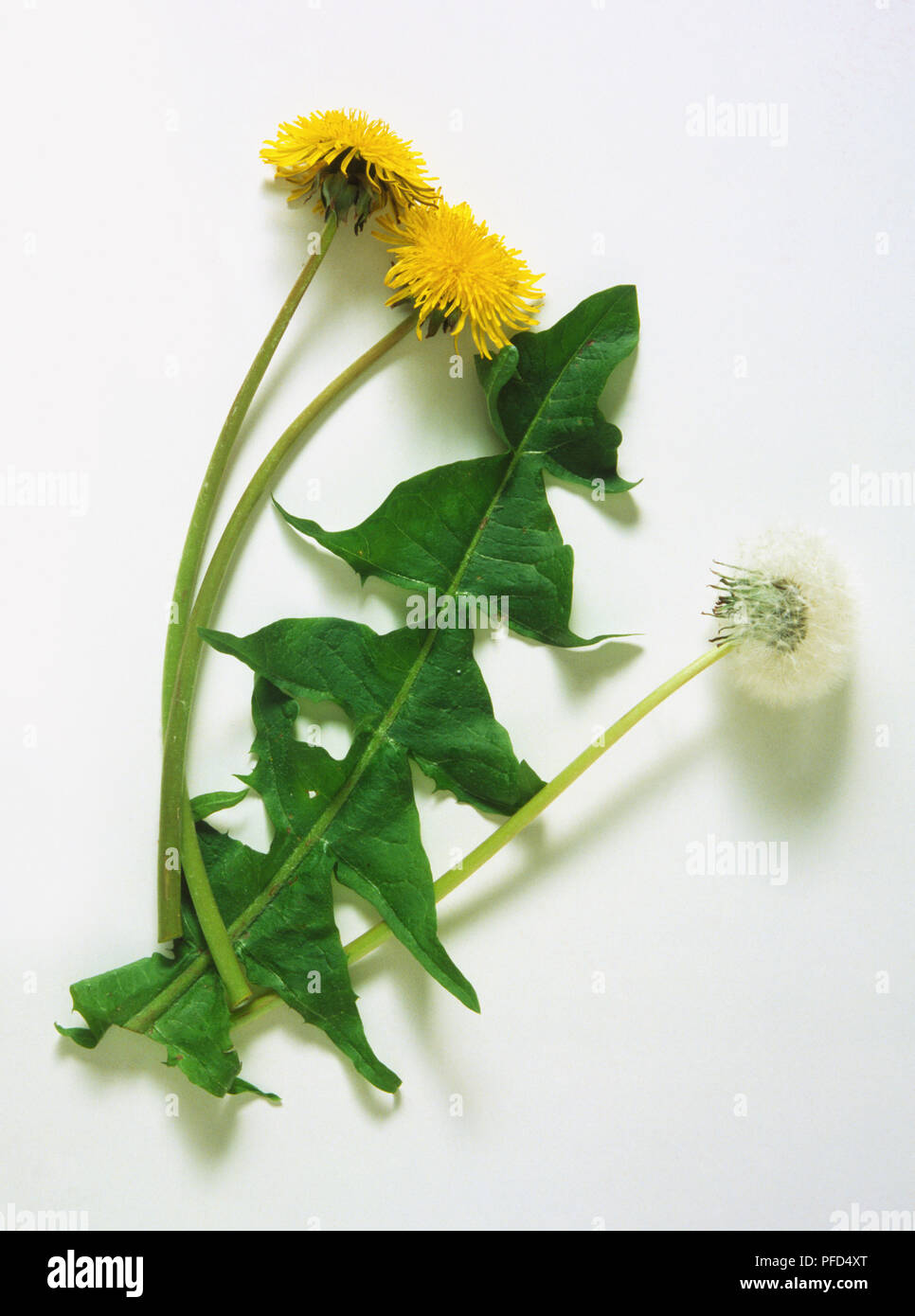 Flower development stages hi-res stock photography and images - Alamy