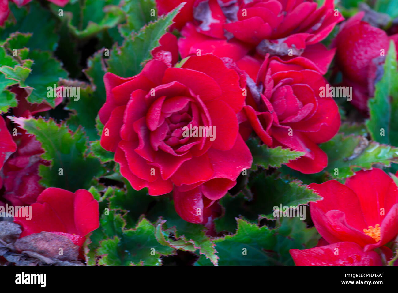 Begonia F1 nonstop red Stock Photo - Alamy