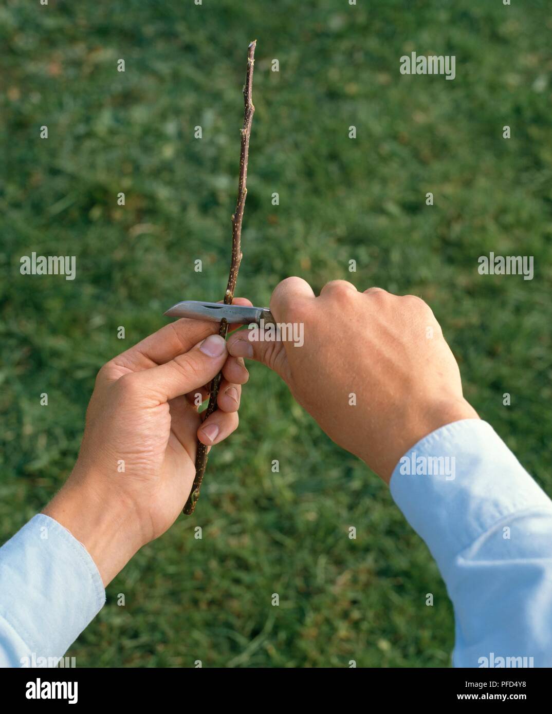 Cut below bud hi-res stock photography and images - Alamy