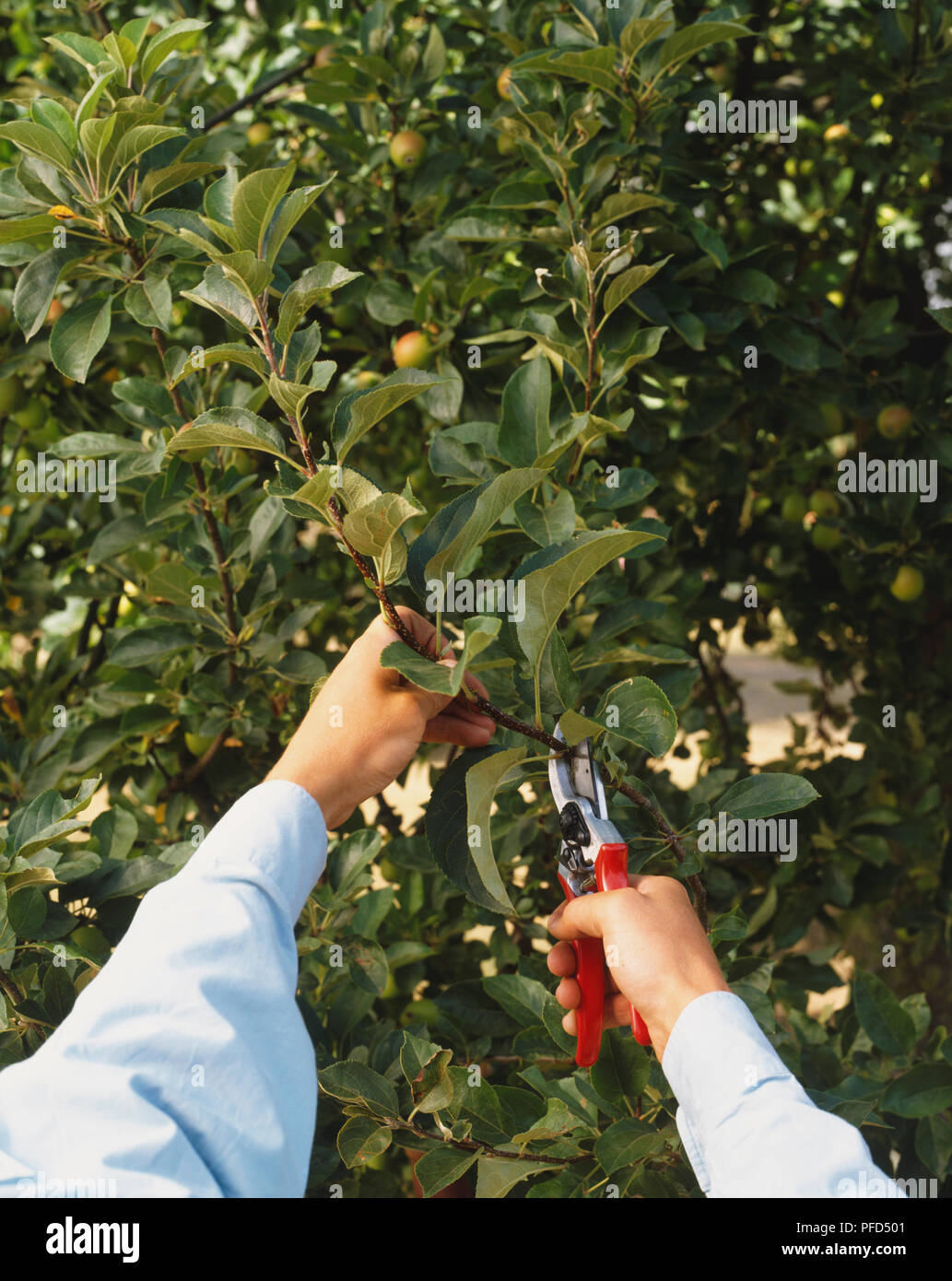 Apple trees cutting hi-res stock photography and images - Alamy