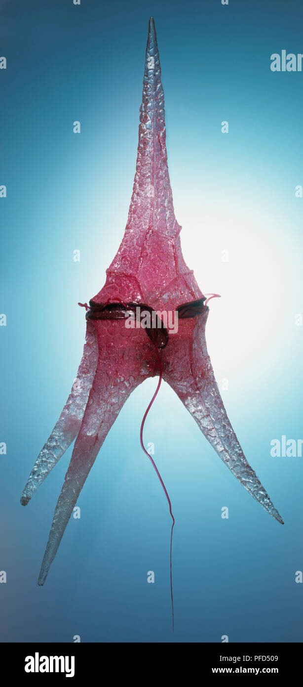 Model of Ceratium Stock Photo - Alamy