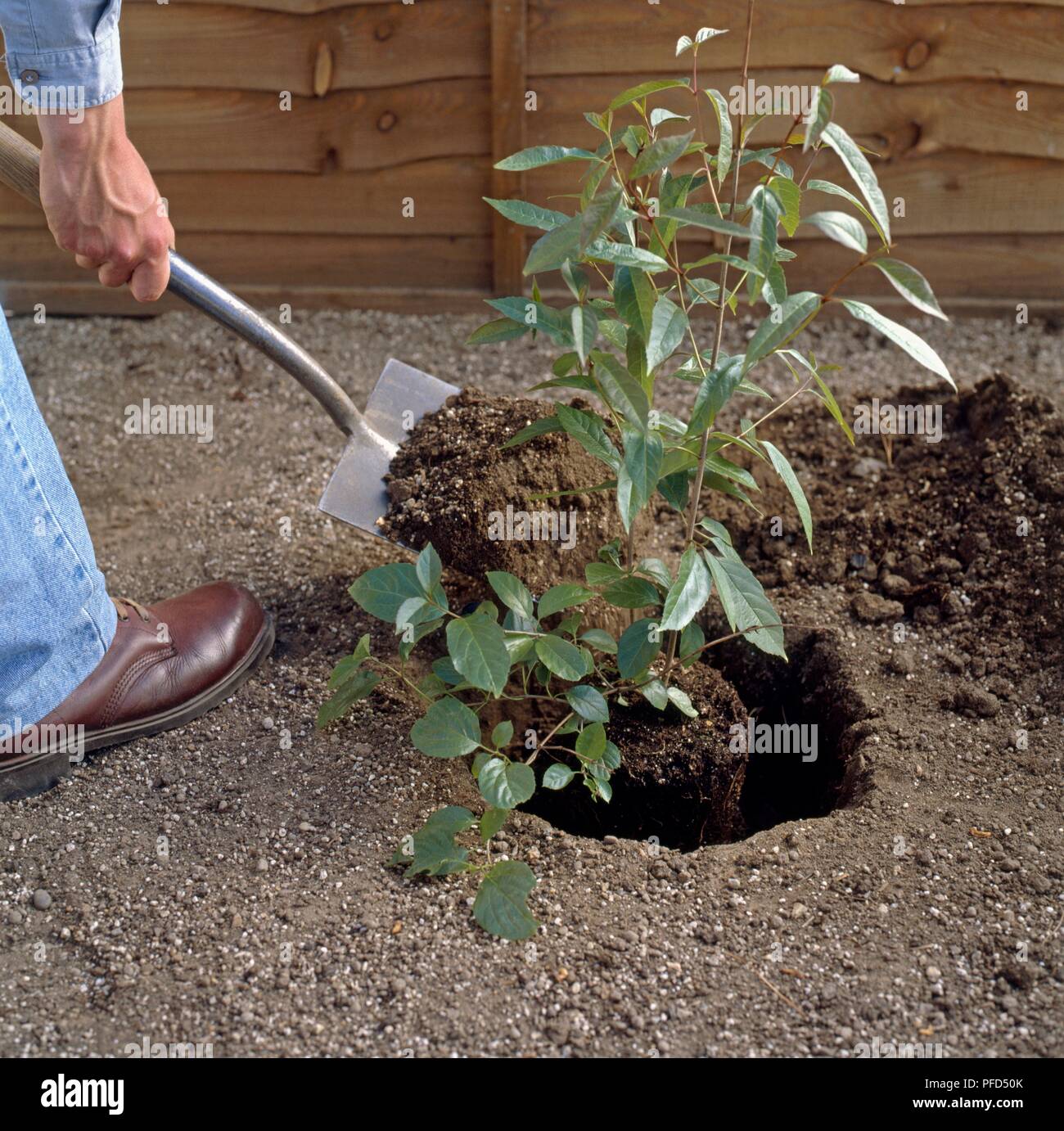 Man using spade to backfill soil around Viburnam in hole Stock Photo ...