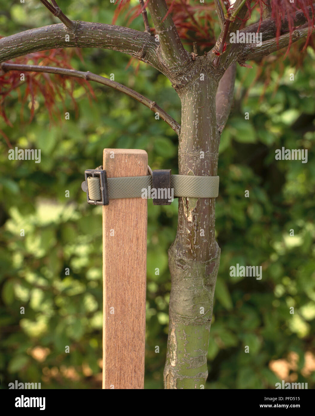 Stem of shrub secured to stake with tie, close-up Stock Photo - Alamy