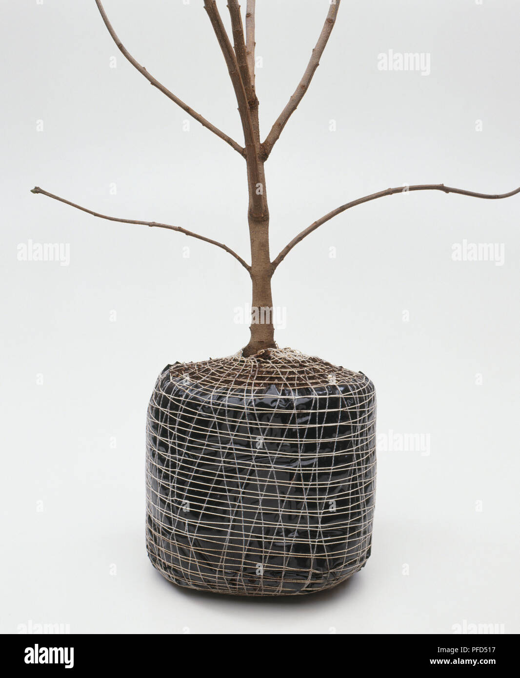 Shrub root ball hi-res stock photography and images - Alamy