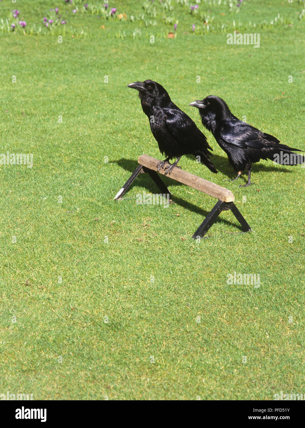 England, London, corvus corax, two Common Ravens perched on park grass ...