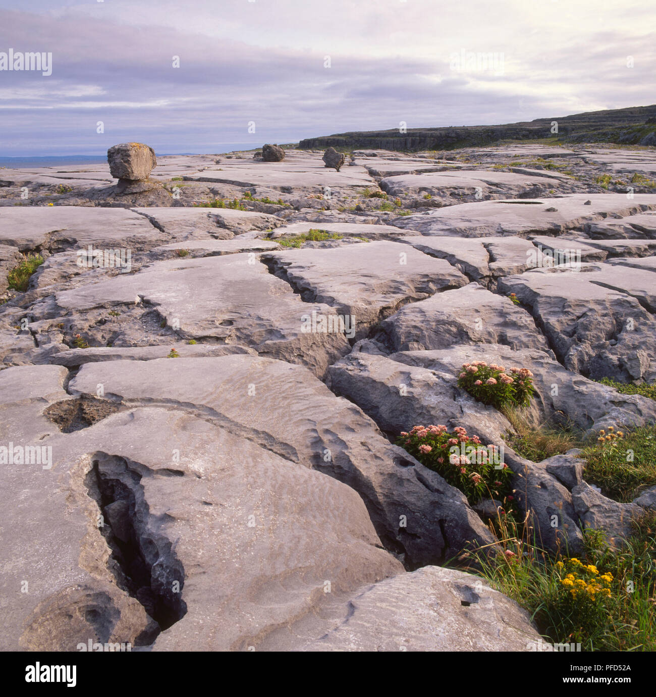 Ireland, County Clare, The Burren, limestone landscape Stock Photo - Alamy