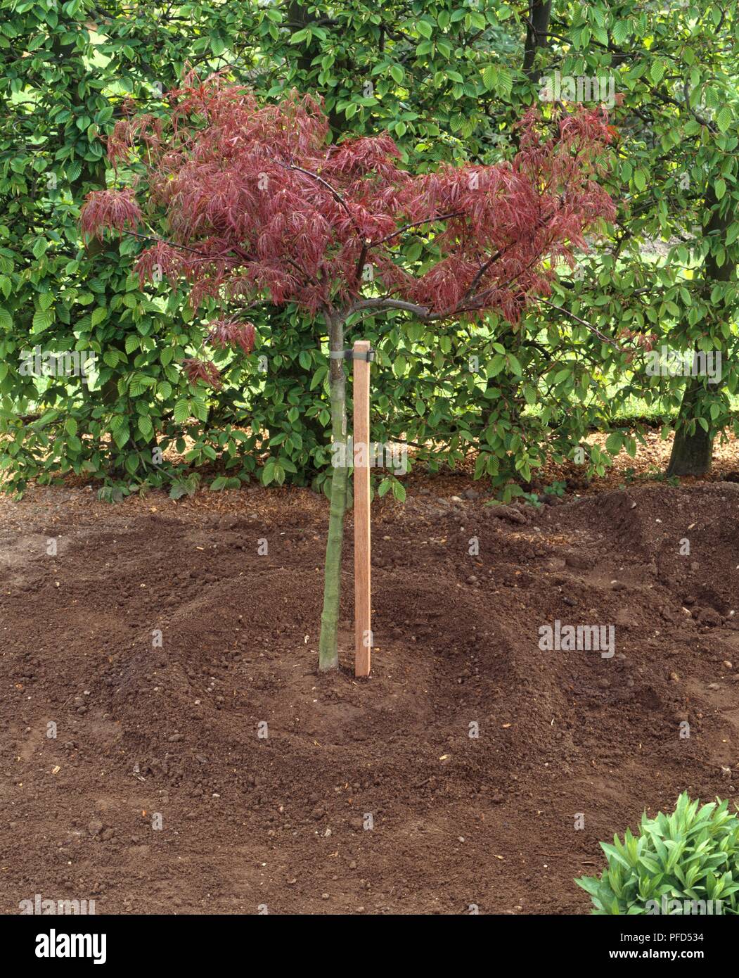 Young tree tied to support post in soil Stock Photo - Alamy