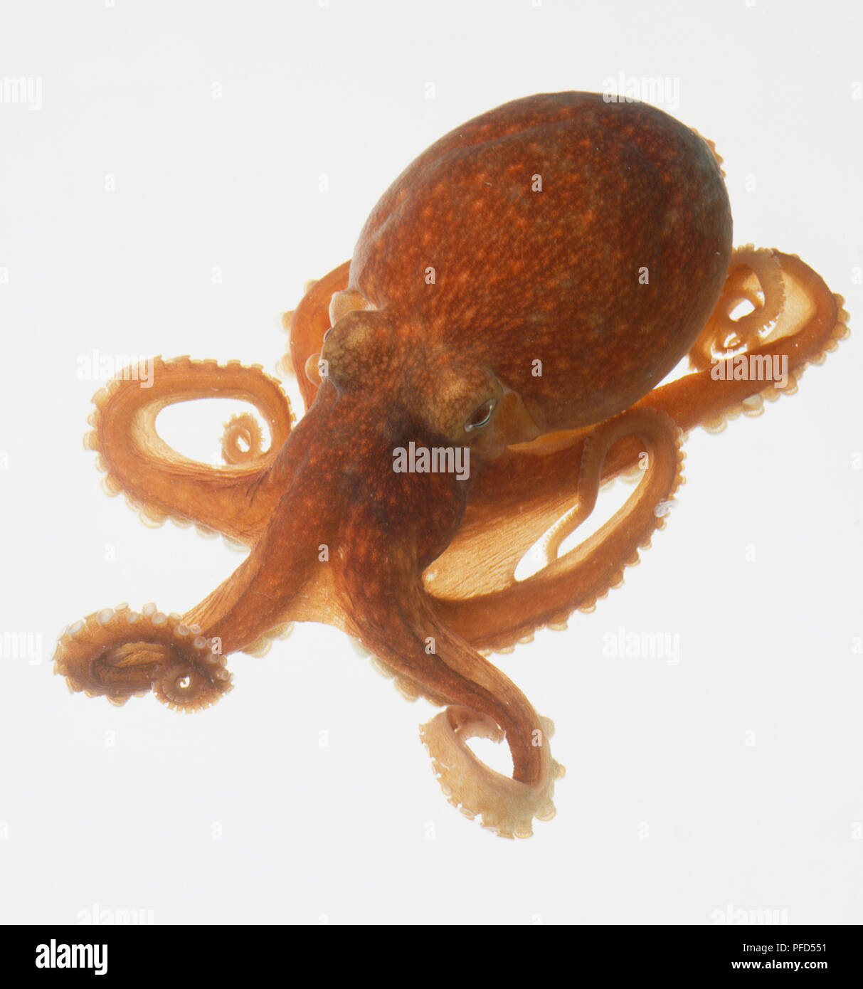 Octopus anatomy hi-res stock photography and images - Alamy