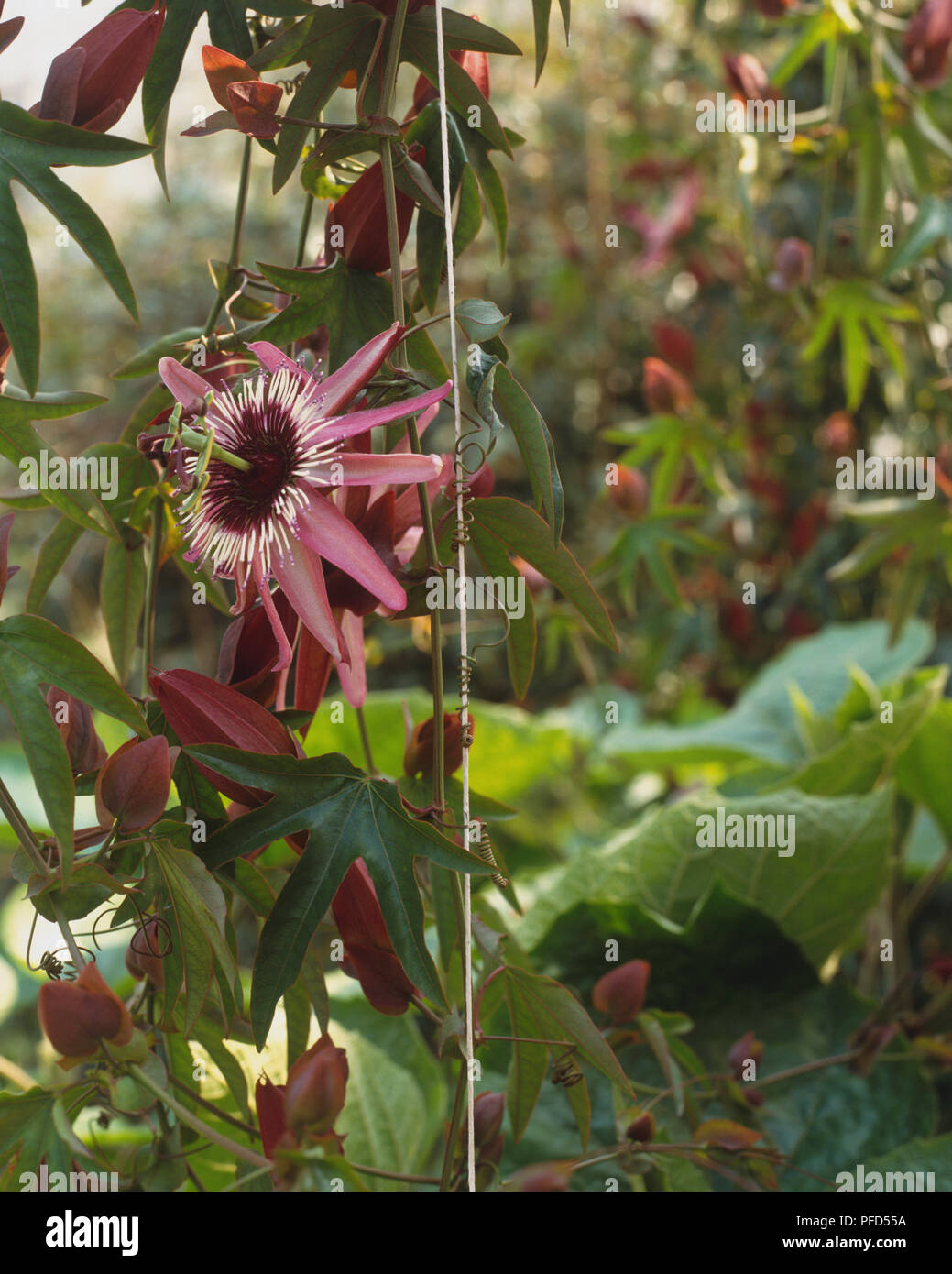 Passiflora, Granadilla or Passion Flower, flowering plant attaching ...