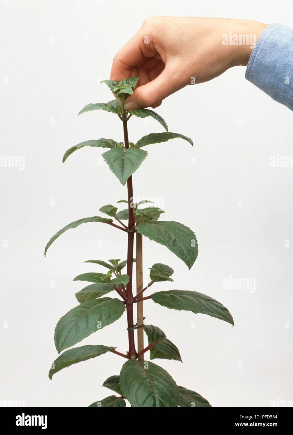 Sideshoots hi-res stock photography and images - Alamy