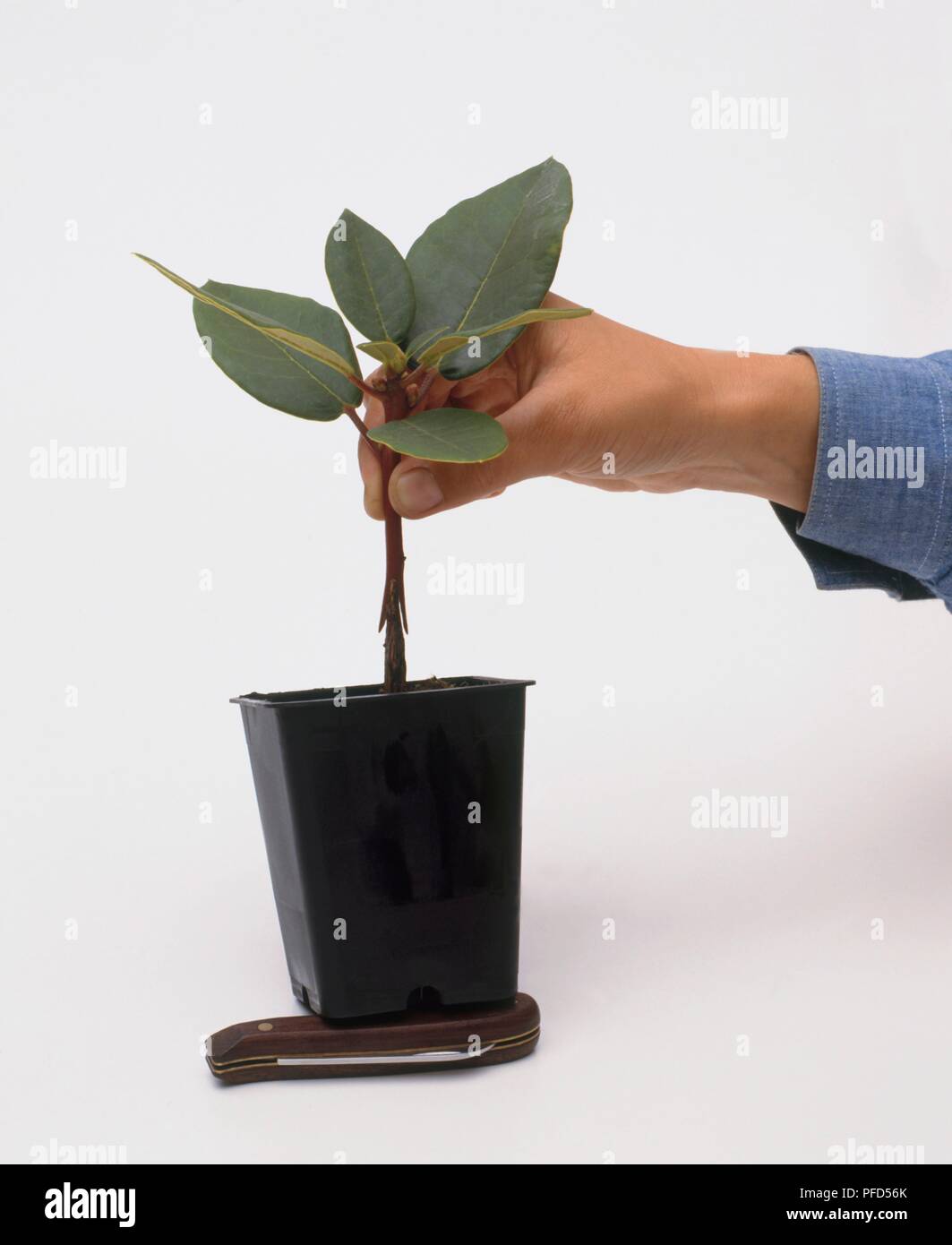 Rootstock Scion High Resolution Stock Photography and Images - Alamy