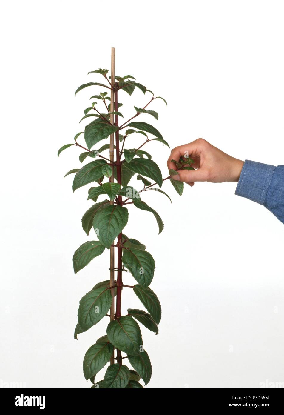 Pinching out tips of sideshoots forming at top of standard fuchsia stem ...