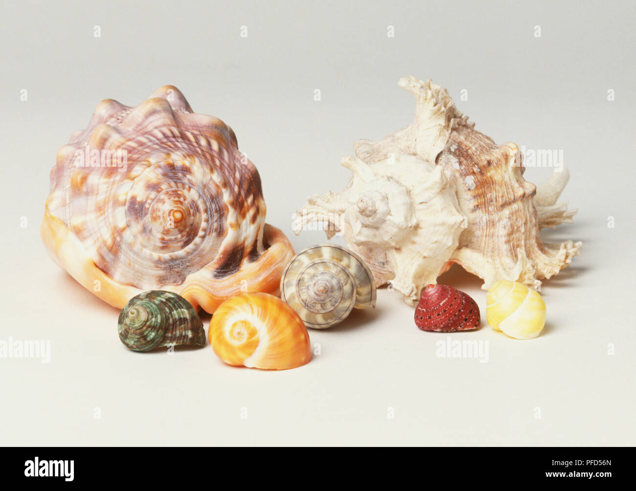 Assortment of sea shells of different colours and shapes Stock Photo ...