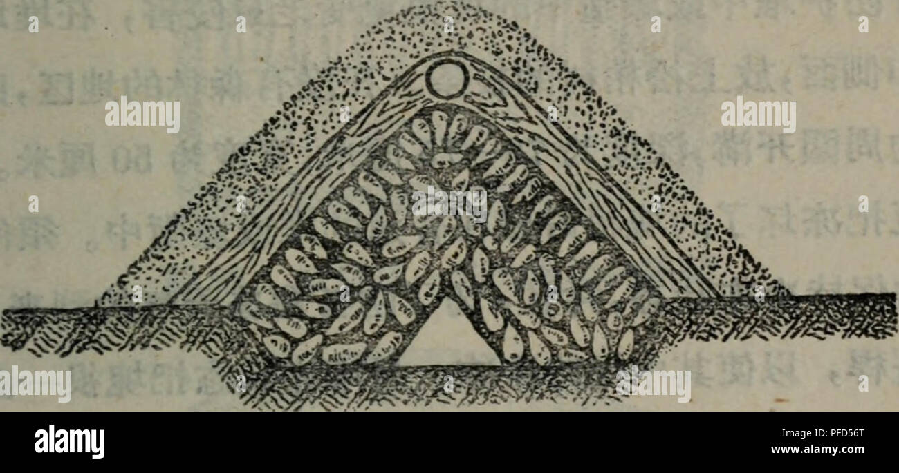 This botanical text, written in Chinese, discusses various plant ...
