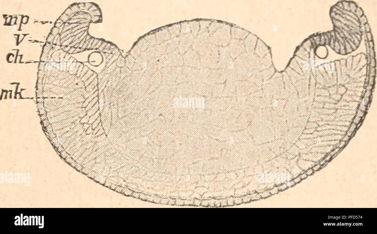 Pig embryo hi-res stock photography and images - Alamy
