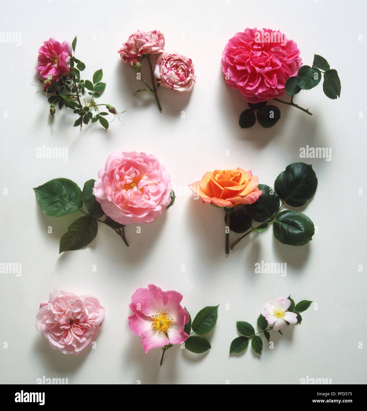 Roses, eight flower heads Stock Photo - Alamy