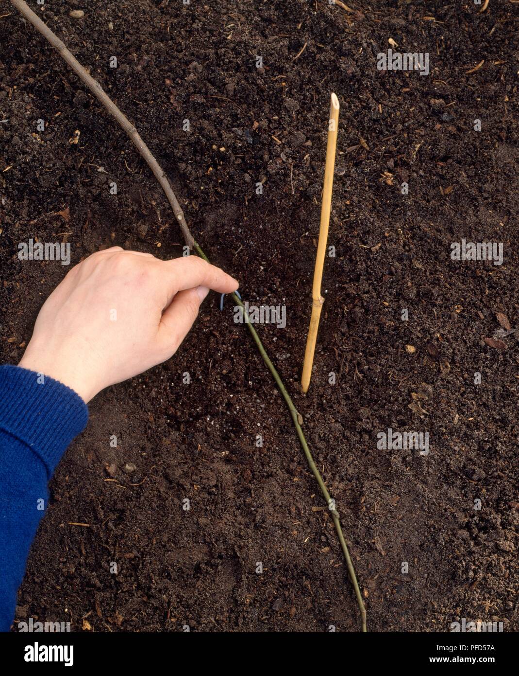 Pinning stem of shrub to soil with wire Stock Photo - Alamy